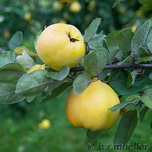 Besonderheiten der Quitte - Bund deutscher Baumschulen (BdB) e.V ...