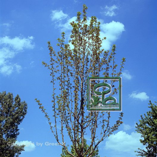 Crataegus monogyna "Stricta" - Bund deutscher Baumschulen (BdB) e.V ...