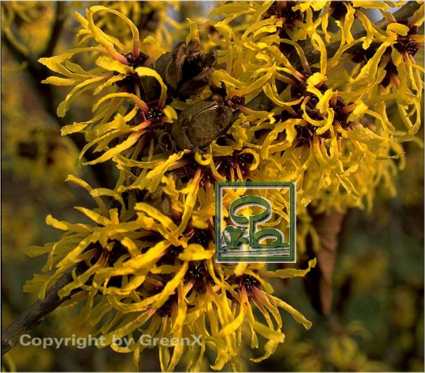 Hamamelis x intermedia "Primavera" - Bund deutscher Baumschulen (BdB) e ...