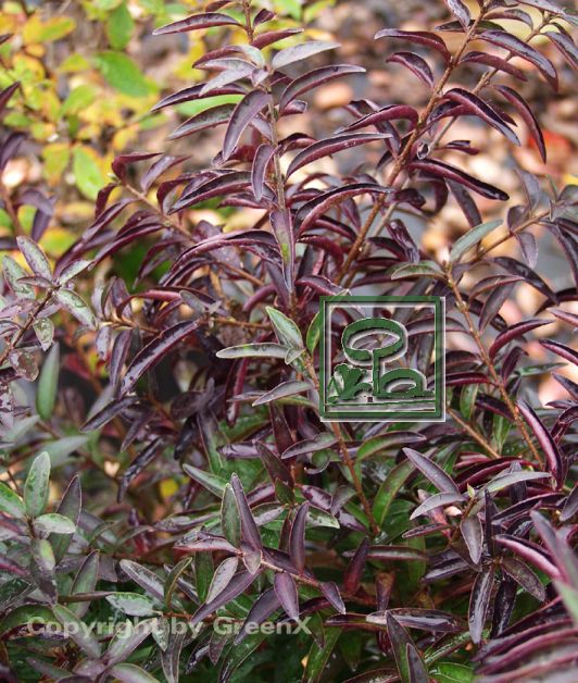 Ligustrum vulgare "Lodense" - Bund deutscher Baumschulen (BdB) e.V ...