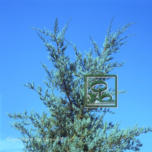 Juniperus virginiana "Glauca" - Bund deutscher Baumschulen (BdB) e.V ...