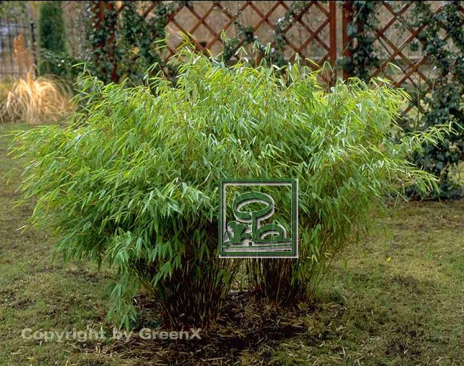 Fargesia murielae "Simba" - Bund deutscher Baumschulen (BdB) e.V ...