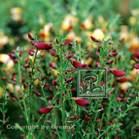 Cytisus scoparius "Windlesham Ruby" - Bund deutscher Baumschulen (BdB ...