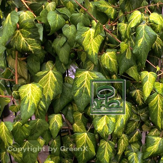 Hedera colchica "Sulphur Heart" - Bund deutscher Baumschulen (BdB) e.V ...