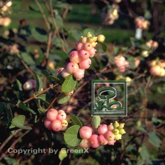 Symphoricarpos x doorenbosii "Hecona" - Bund deutscher Baumschulen (BdB ...