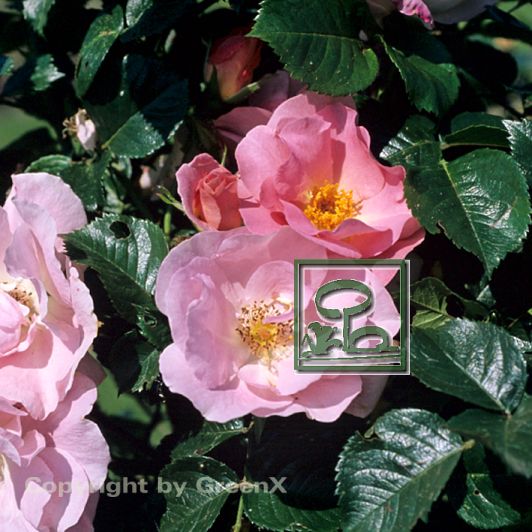 Rosa Strauchrose "Pink Robusta" - Bund deutscher Baumschulen (BdB) e.V ...