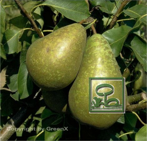 Pyrus communis "Conference" - Bund deutscher Baumschulen (BdB) e.V ...