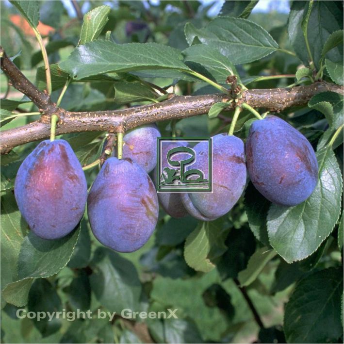 Prunus domestica "Stanley" - Bund deutscher Baumschulen (BdB) e.V ...