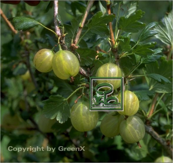 Ribes uva-crispa "Invicta" - Bund deutscher Baumschulen (BdB) e.V ...
