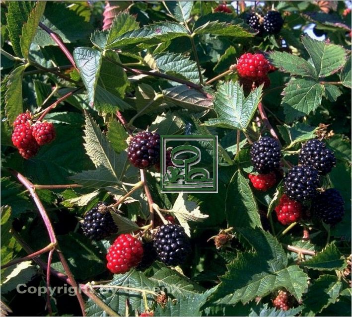 Rubus fruticosus "Loch Ness" - Bund deutscher Baumschulen (BdB) e.V ...