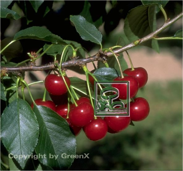 Prunus cerasus "Meteor" - Bund deutscher Baumschulen (BdB) e.V ...